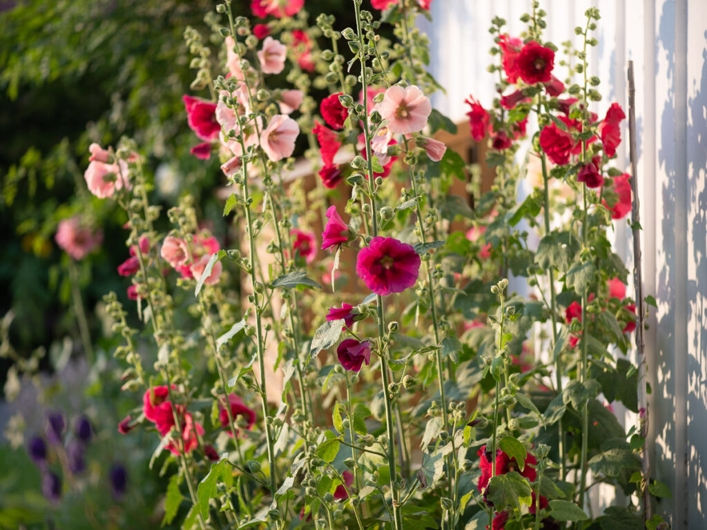 Stokkrose, Alcea Rosea | Solhatt økologiske frø