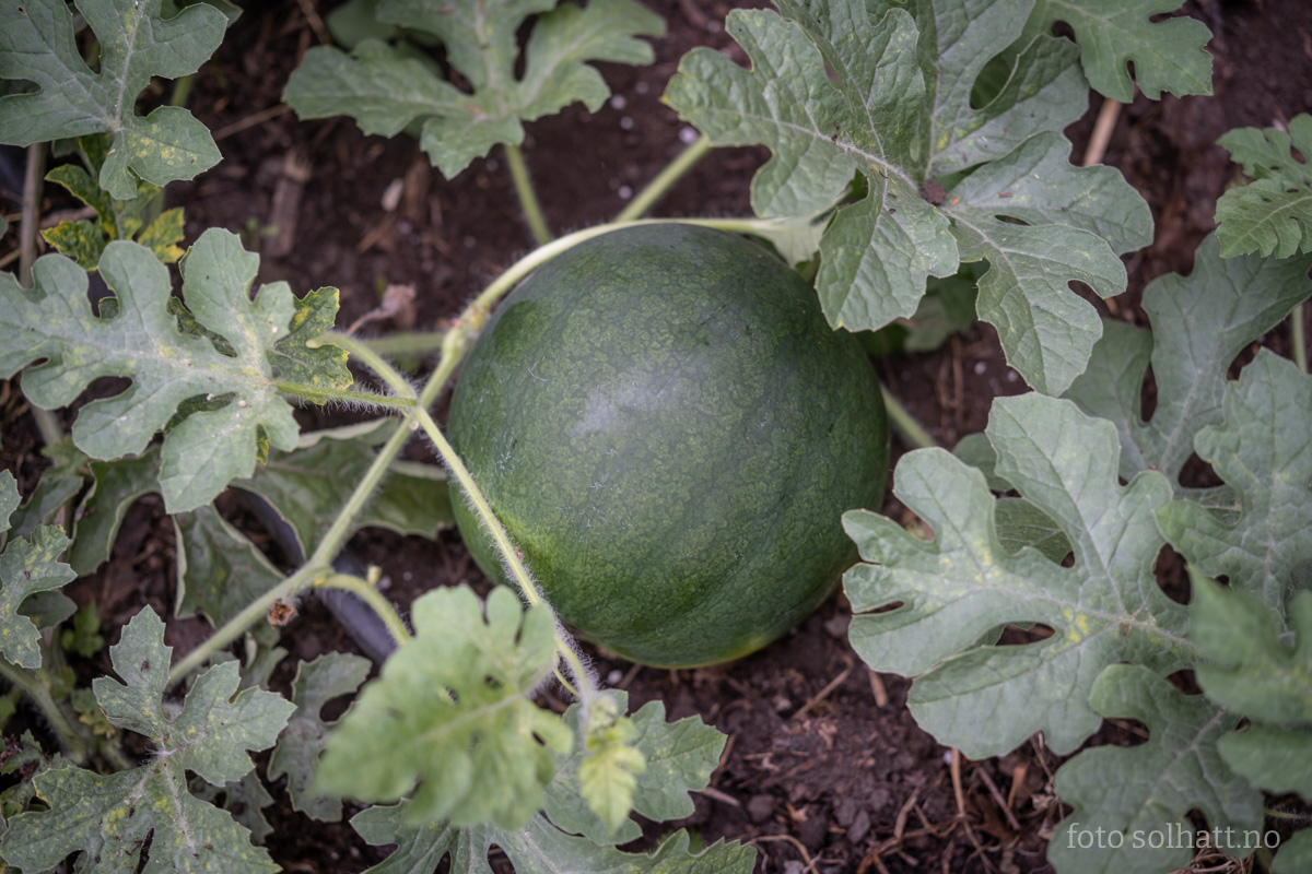 Melon, Vannmelon, Sugar Baby | Solhatt økologiske frø