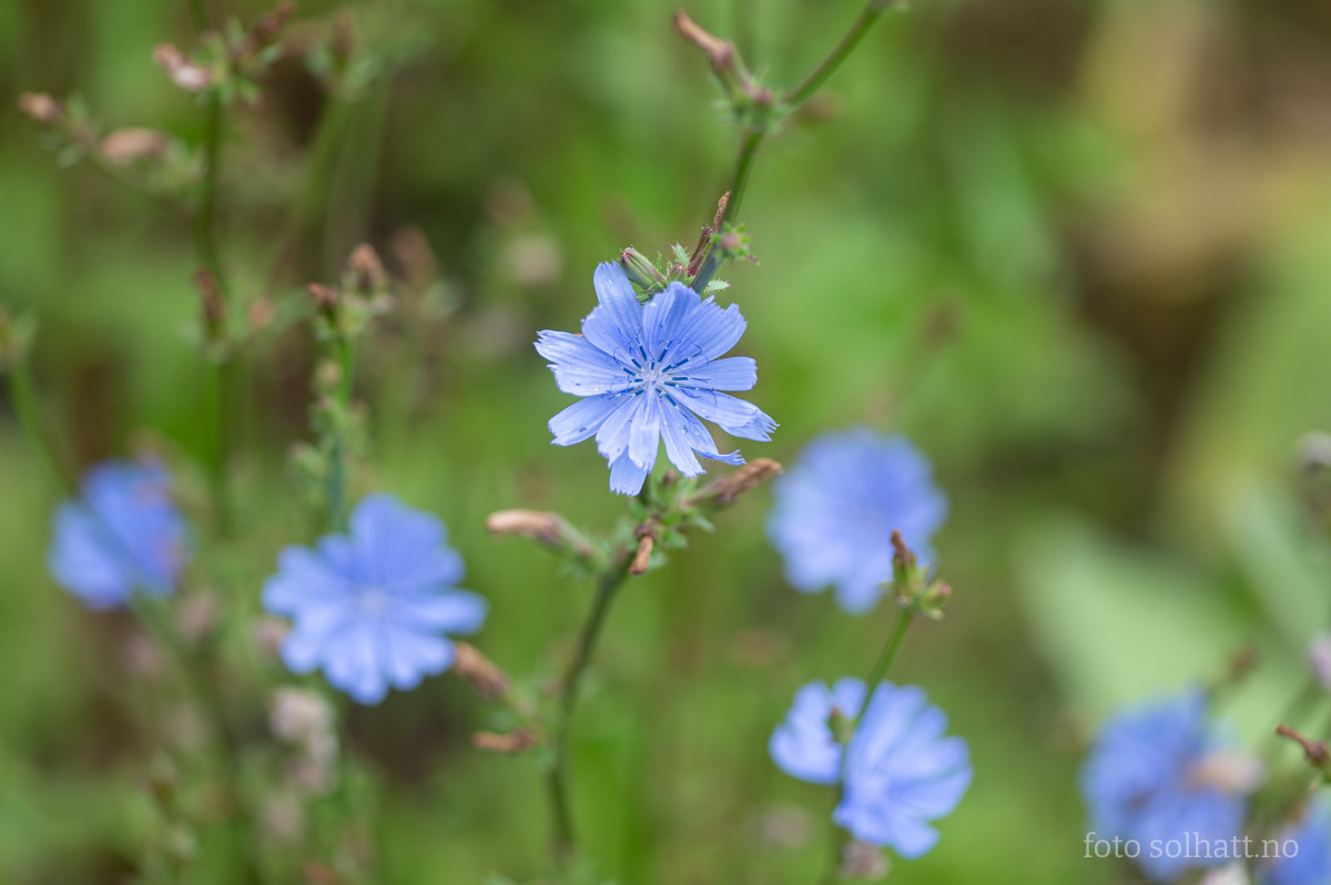 Sikori, Vill Sikori, Cichorium intybus | økologiske blomsterfrø