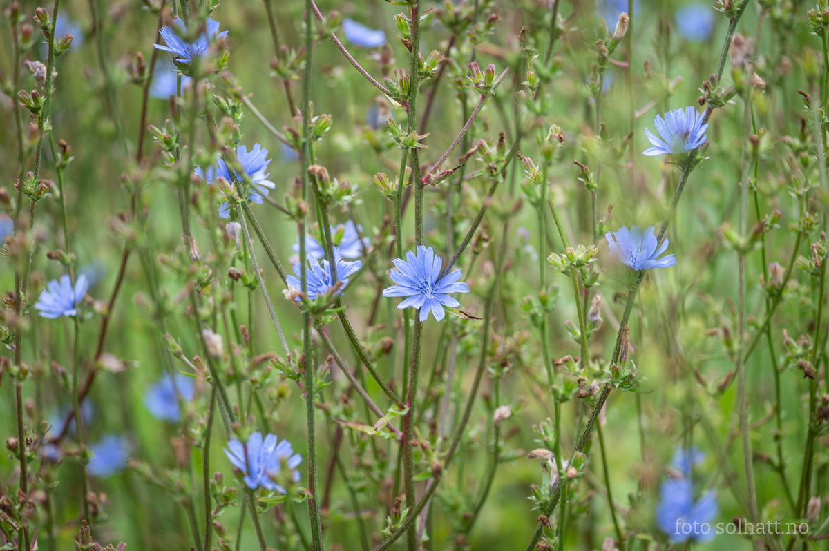 Sikori, Vill Sikori, Cichorium intybus | økologiske blomsterfrø